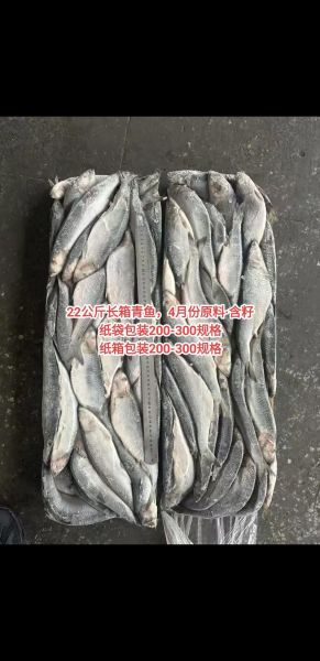 青鱼价格是多少钱一斤_2024年最新行情-第2张图片-山城妙识 青鱼价格是多少钱一斤_2024年最新行情-第2张图片-山城妙识