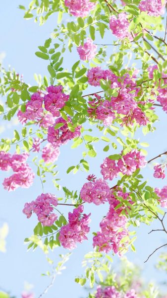 路边的红槐花能吃吗_红槐花食用安全吗-第1张图片-山城妙识 路边的红槐花能吃吗_红槐花食用安全吗-第1张图片-山城妙识