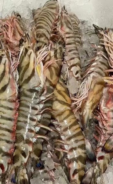 竹节虾多少钱一斤_竹节虾怎么做好吃-第1张图片-山城妙识