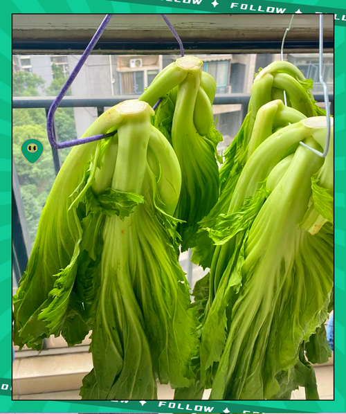 芥菜咸菜怎么做_芥菜咸菜腌制方法-第2张图片-山城妙识 芥菜咸菜怎么做_芥菜咸菜腌制方法-第2张图片-山城妙识