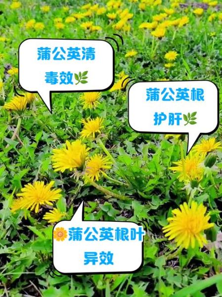 蒲公英根好还是叶子好_功效区别与吃法-第1张图片-山城妙识 蒲公英根好还是叶子好_功效区别与吃法-第1张图片-山城妙识