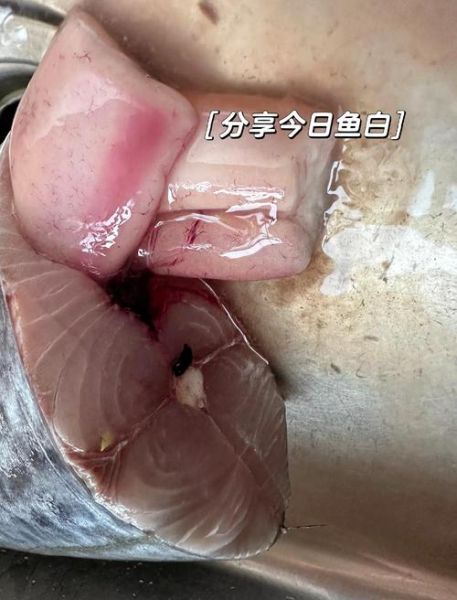 鲅鱼一洗肉就碎怎么办_鲅鱼肉易碎原因-第2张图片-山城妙识 鲅鱼一洗肉就碎怎么办_鲅鱼肉易碎原因-第2张图片-山城妙识