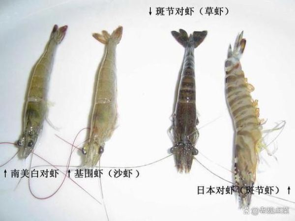 深海虾的种类有哪些_深海虾和淡水虾区别-第2张图片-山城妙识 深海虾的种类有哪些_深海虾和淡水虾区别-第2张图片-山城妙识