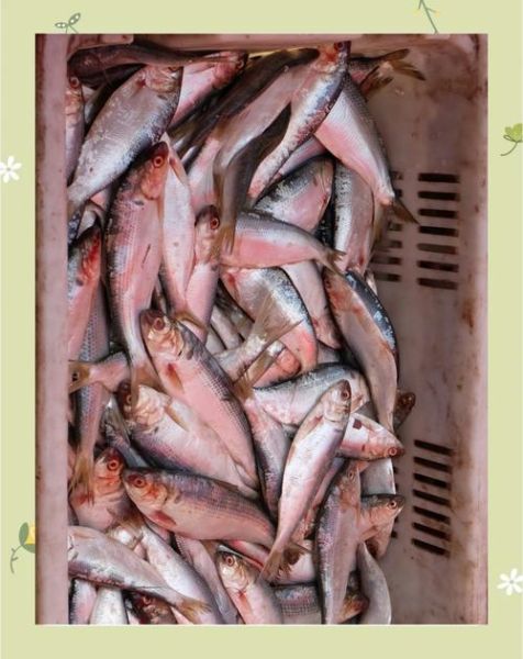 鳀鱼是什么鱼_鳀鱼的营养价值高吗-第2张图片-山城妙识 鳀鱼是什么鱼_鳀鱼的营养价值高吗-第2张图片-山城妙识