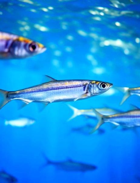 鳀鱼是什么鱼_鳀鱼的营养价值高吗-第3张图片-山城妙识 鳀鱼是什么鱼_鳀鱼的营养价值高吗-第3张图片-山城妙识