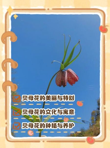 贝母花片的功效与作用_贝母花片怎么吃-第1张图片-山城妙识 贝母花片的功效与作用_贝母花片怎么吃-第1张图片-山城妙识