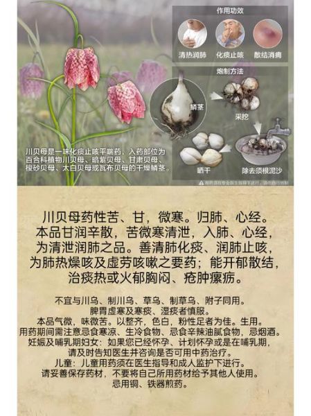 贝母花片的功效与作用_贝母花片怎么吃-第3张图片-山城妙识 贝母花片的功效与作用_贝母花片怎么吃-第3张图片-山城妙识