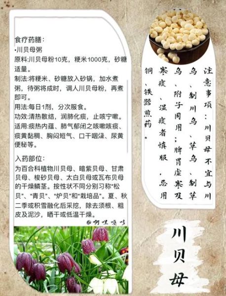 贝母花片的功效与作用_贝母花片怎么吃-第2张图片-山城妙识 贝母花片的功效与作用_贝母花片怎么吃-第2张图片-山城妙识