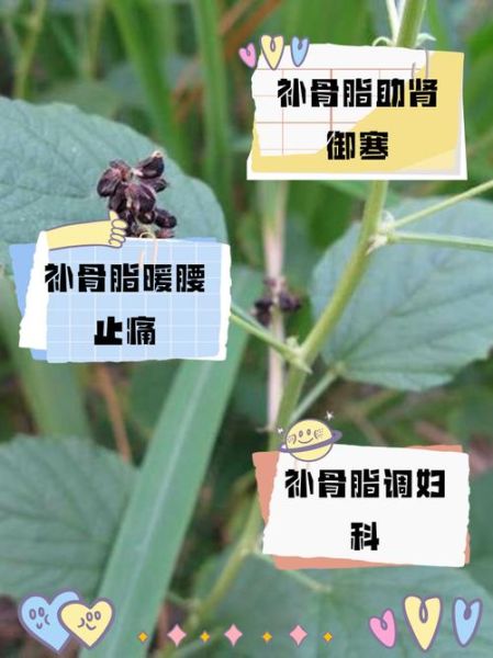 补骨脂的功效与作用_补骨脂的食用方法-第2张图片-山城妙识 补骨脂的功效与作用_补骨脂的食用方法-第2张图片-山城妙识