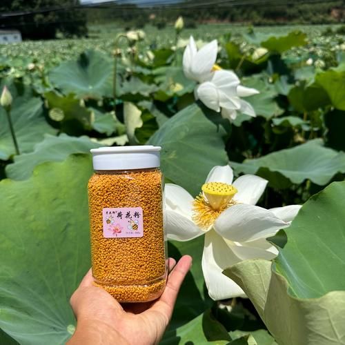 荷花粉的功效与作用_荷花粉怎么吃效果最好-第2张图片-山城妙识 荷花粉的功效与作用_荷花粉怎么吃效果最好-第2张图片-山城妙识