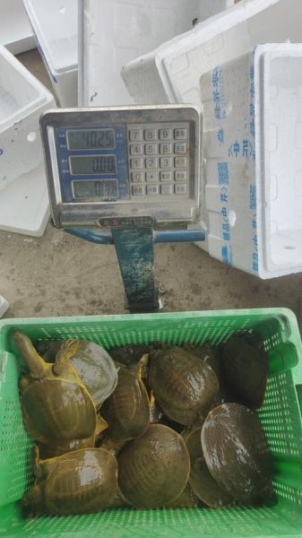 甲鱼多少钱一斤2021_甲鱼价格为什么差异大-第3张图片-山城妙识 甲鱼多少钱一斤2021_甲鱼价格为什么差异大-第3张图片-山城妙识
