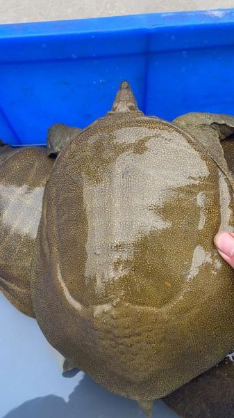 甲鱼多少钱一斤2021_甲鱼价格为什么差异大-第1张图片-山城妙识 甲鱼多少钱一斤2021_甲鱼价格为什么差异大-第1张图片-山城妙识