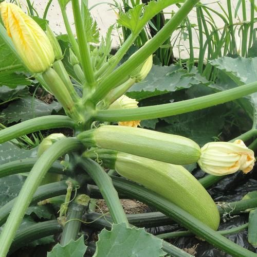 西葫芦别名叫什么_西葫芦各地叫法大全-第1张图片-山城妙识 西葫芦别名叫什么_西葫芦各地叫法大全-第1张图片-山城妙识