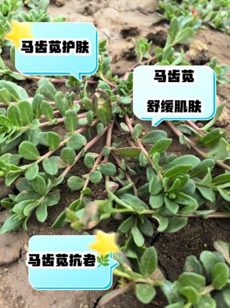 马齿苋对皮肤的功效_马齿苋能修复敏感肌吗-第3张图片-山城妙识