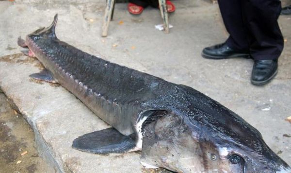 野生中华鲟长什么样_野生中华鲟图片特征-第3张图片-山城妙识