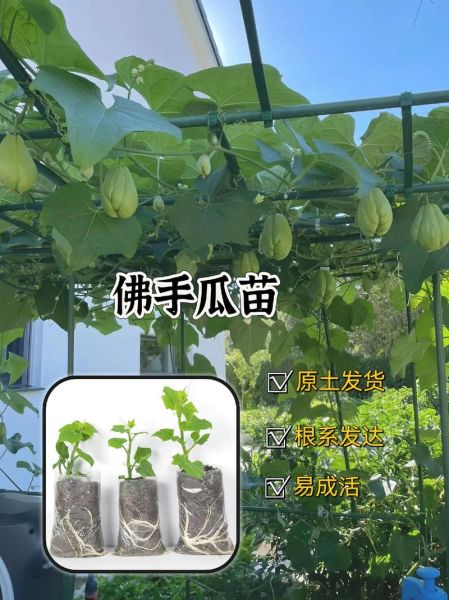 龙须菜是什么瓜的藤_龙须菜和佛手瓜关系-第1张图片-山城妙识