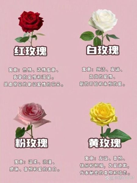 玫瑰花语是什么意思_不同颜色玫瑰代表什么-第1张图片-山城妙识