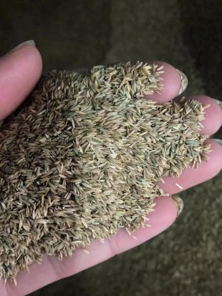 紫花苜蓿种子多少钱一斤_紫花苜蓿种子价格行情-第1张图片-山城妙识