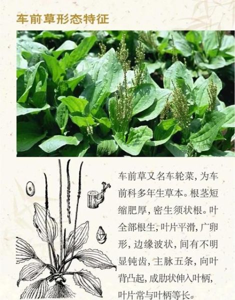 车前草治妇科病吗_车前草对妇科炎症有效吗-第1张图片-山城妙识 车前草治妇科病吗_车前草对妇科炎症有效吗-第1张图片-山城妙识