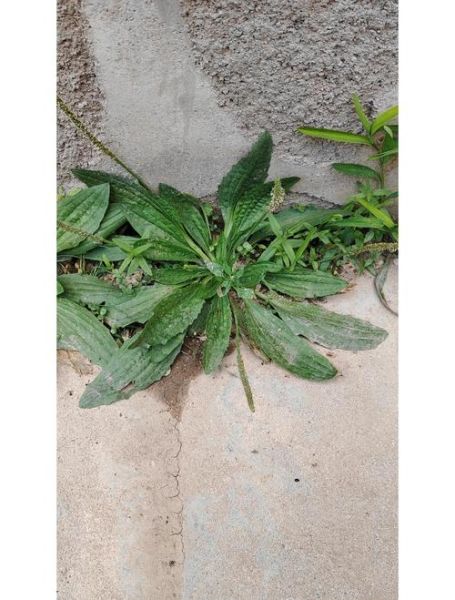 车前草治妇科病吗_车前草对妇科炎症有效吗-第3张图片-山城妙识 车前草治妇科病吗_车前草对妇科炎症有效吗-第3张图片-山城妙识