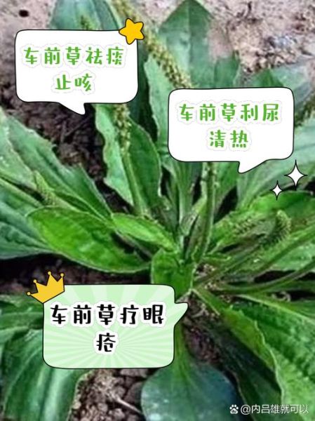 车前草治妇科病吗_车前草对妇科炎症有效吗-第2张图片-山城妙识 车前草治妇科病吗_车前草对妇科炎症有效吗-第2张图片-山城妙识