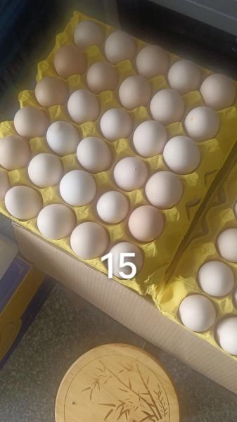 草鸡蛋价格多少钱一斤_草鸡蛋为什么贵-第3张图片-山城妙识 草鸡蛋价格多少钱一斤_草鸡蛋为什么贵-第3张图片-山城妙识