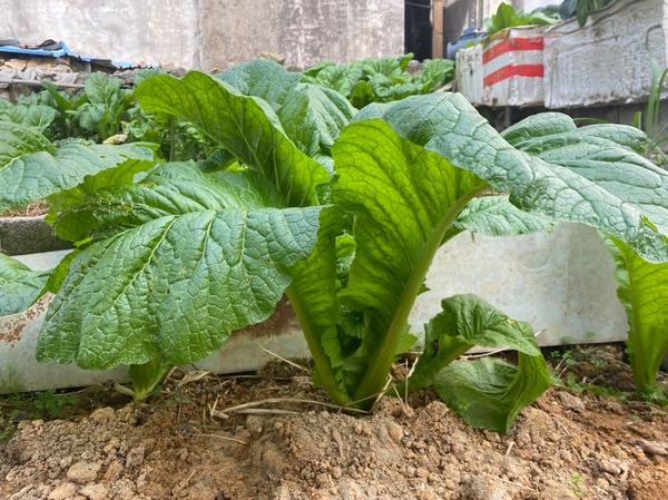 芥菜图片大全大图_芥菜品种怎么区分-第2张图片-山城妙识 芥菜图片大全大图_芥菜品种怎么区分-第2张图片-山城妙识