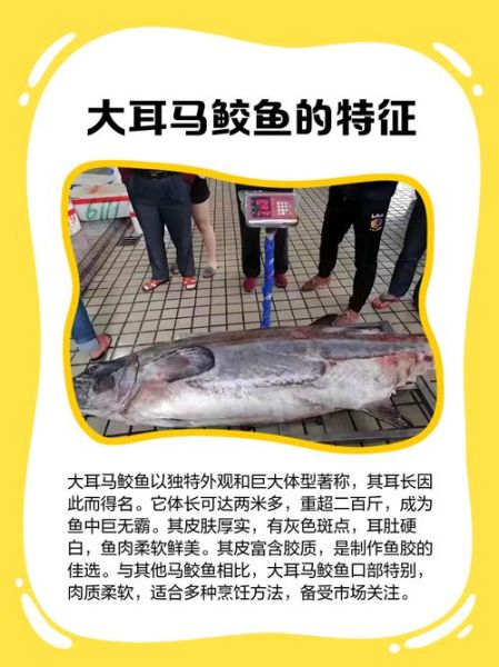 马鲛鱼多少钱一斤_马鲛鱼价格为什么波动大-第2张图片-山城妙识