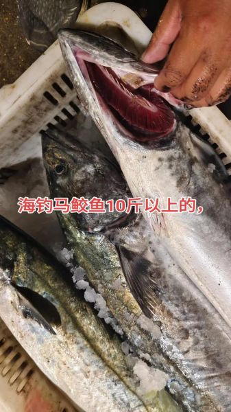 马鲛鱼多少钱一斤_马鲛鱼价格为什么波动大-第3张图片-山城妙识