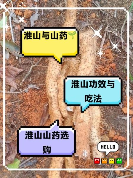 新鲜淮山的功效与作用_新鲜淮山的禁忌有哪些-第3张图片-山城妙识 新鲜淮山的功效与作用_新鲜淮山的禁忌有哪些-第3张图片-山城妙识