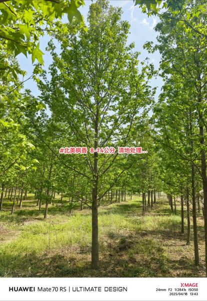 枫香树怎么种_枫香树价格多少钱一棵-第2张图片-山城妙识