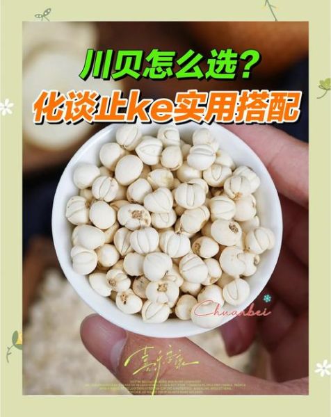 白贝母多少钱一克_白贝母价格为什么差距大-第3张图片-山城妙识 白贝母多少钱一克_白贝母价格为什么差距大-第3张图片-山城妙识
