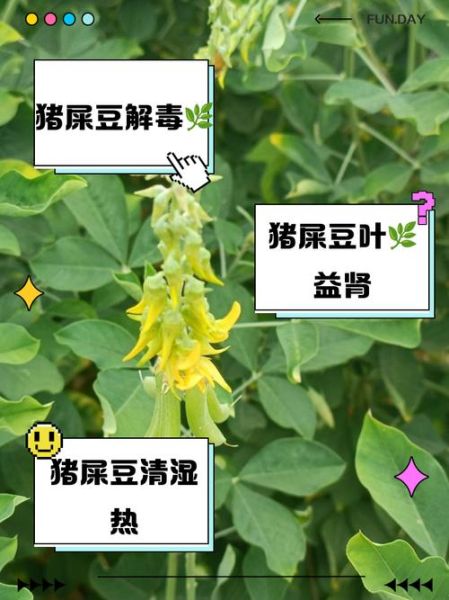 豆豆怎么养_豆豆掉叶子怎么办-第2张图片-山城妙识 豆豆怎么养_豆豆掉叶子怎么办-第2张图片-山城妙识