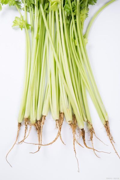 芹菜壮阳还是杀精_真相揭秘-第2张图片-山城妙识 芹菜壮阳还是杀精_真相揭秘-第2张图片-山城妙识