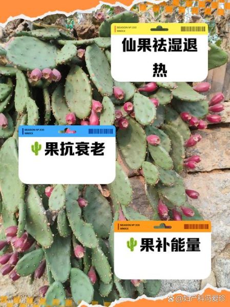 仙人掌果子有什么功效_仙人掌果子怎么吃-第2张图片-山城妙识 仙人掌果子有什么功效_仙人掌果子怎么吃-第2张图片-山城妙识