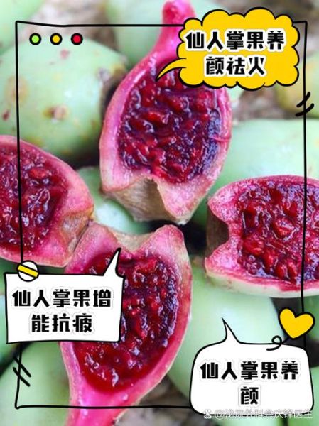 仙人掌果子有什么功效_仙人掌果子怎么吃-第3张图片-山城妙识 仙人掌果子有什么功效_仙人掌果子怎么吃-第3张图片-山城妙识