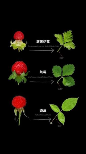 野生蛇莓能吃吗_蛇莓和草莓的区别-第1张图片-山城妙识