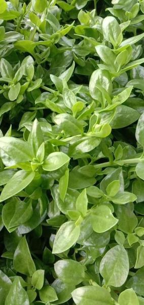 穿心莲的功效与作用_穿心莲图片长什么样-第2张图片-山城妙识