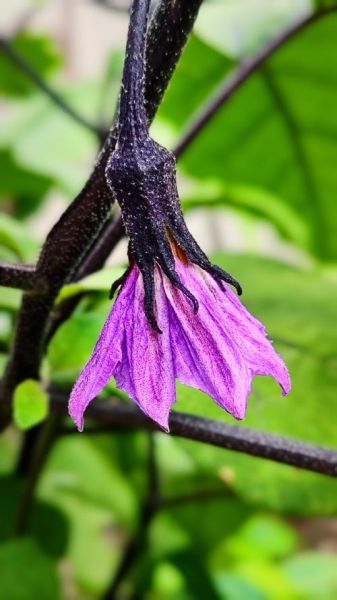 茄子花长什么样_茄子花图片怎么拍好看-第1张图片-山城妙识 茄子花长什么样_茄子花图片怎么拍好看-第1张图片-山城妙识