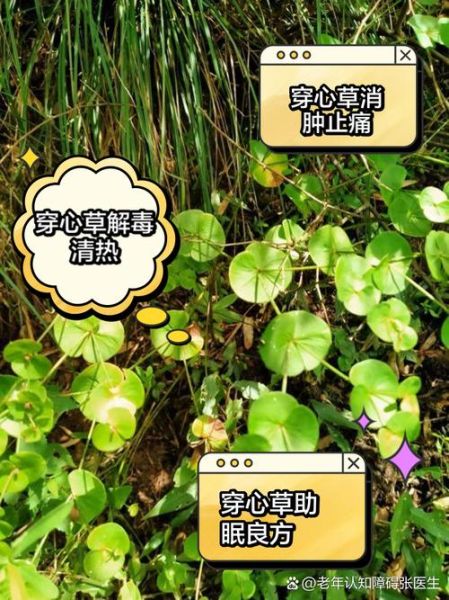 穿心莲的功效与作用_穿心莲图片长什么样-第3张图片-山城妙识