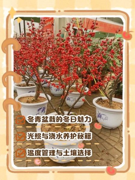 冬青树怎么养_冬青树品种有哪些-第2张图片-山城妙识 冬青树怎么养_冬青树品种有哪些-第2张图片-山城妙识