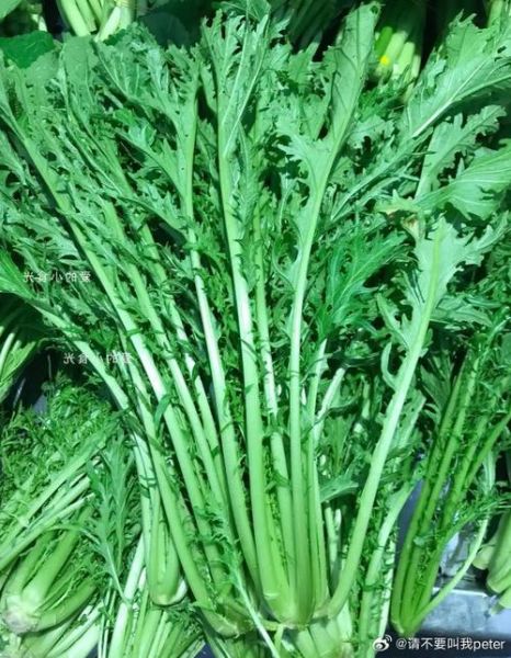 雪里蕻菜长什么样子_如何辨别新鲜雪里蕻-第2张图片-山城妙识