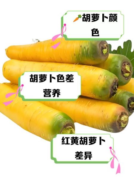 胡萝卜须图片_如何辨别真假-第1张图片-山城妙识 胡萝卜须图片_如何辨别真假-第1张图片-山城妙识