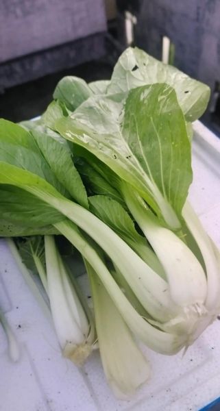 胡萝卜须图片_如何辨别真假-第3张图片-山城妙识 胡萝卜须图片_如何辨别真假-第3张图片-山城妙识