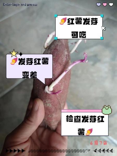 红薯发芽可以吃吗_红薯发芽有毒吗-第2张图片-山城妙识 红薯发芽可以吃吗_红薯发芽有毒吗-第2张图片-山城妙识