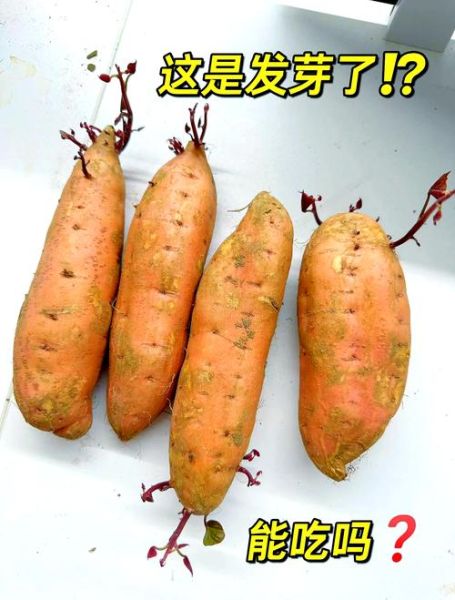 红薯发芽可以吃吗_红薯发芽有毒吗-第3张图片-山城妙识 红薯发芽可以吃吗_红薯发芽有毒吗-第3张图片-山城妙识