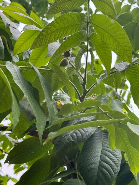 麻核桃树几年结果_麻核桃树怎么修剪-第2张图片-山城妙识 麻核桃树几年结果_麻核桃树怎么修剪-第2张图片-山城妙识