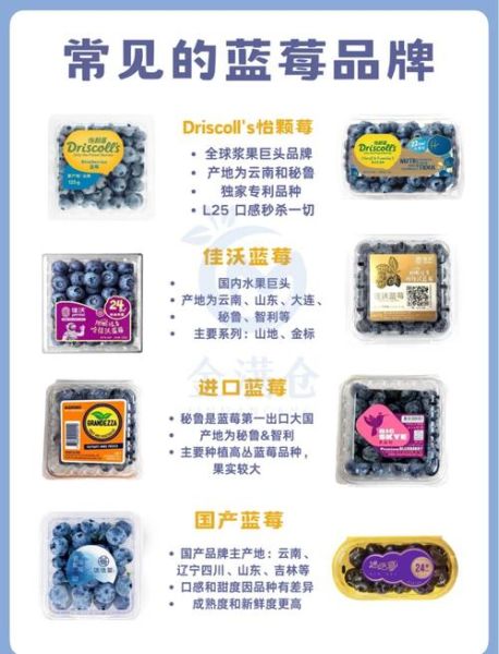 蓝莓怎么挑选_蓝莓图片怎么辨别好坏-第2张图片-山城妙识 蓝莓怎么挑选_蓝莓图片怎么辨别好坏-第2张图片-山城妙识