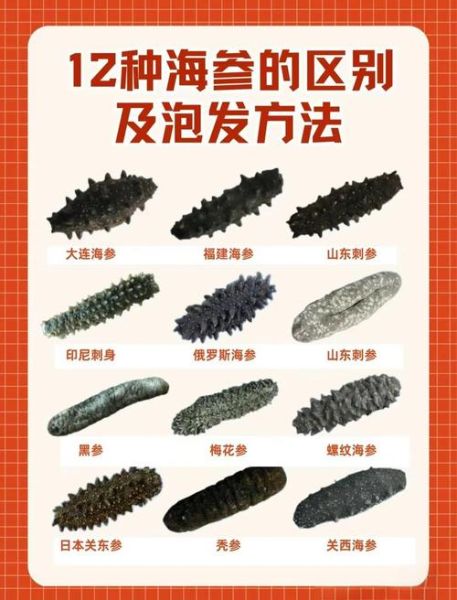 海参种类有哪些_海参种类价格表-第2张图片-山城妙识 海参种类有哪些_海参种类价格表-第2张图片-山城妙识