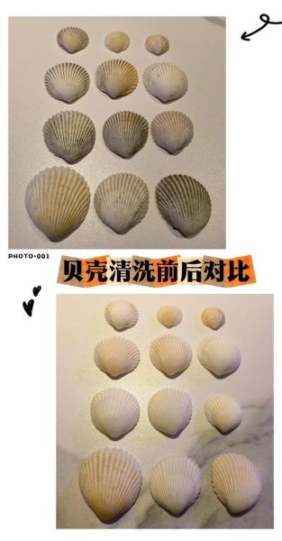 贝壳怎么清洗才干净_贝壳怎么做最好吃-第1张图片-山城妙识 贝壳怎么清洗才干净_贝壳怎么做最好吃-第1张图片-山城妙识